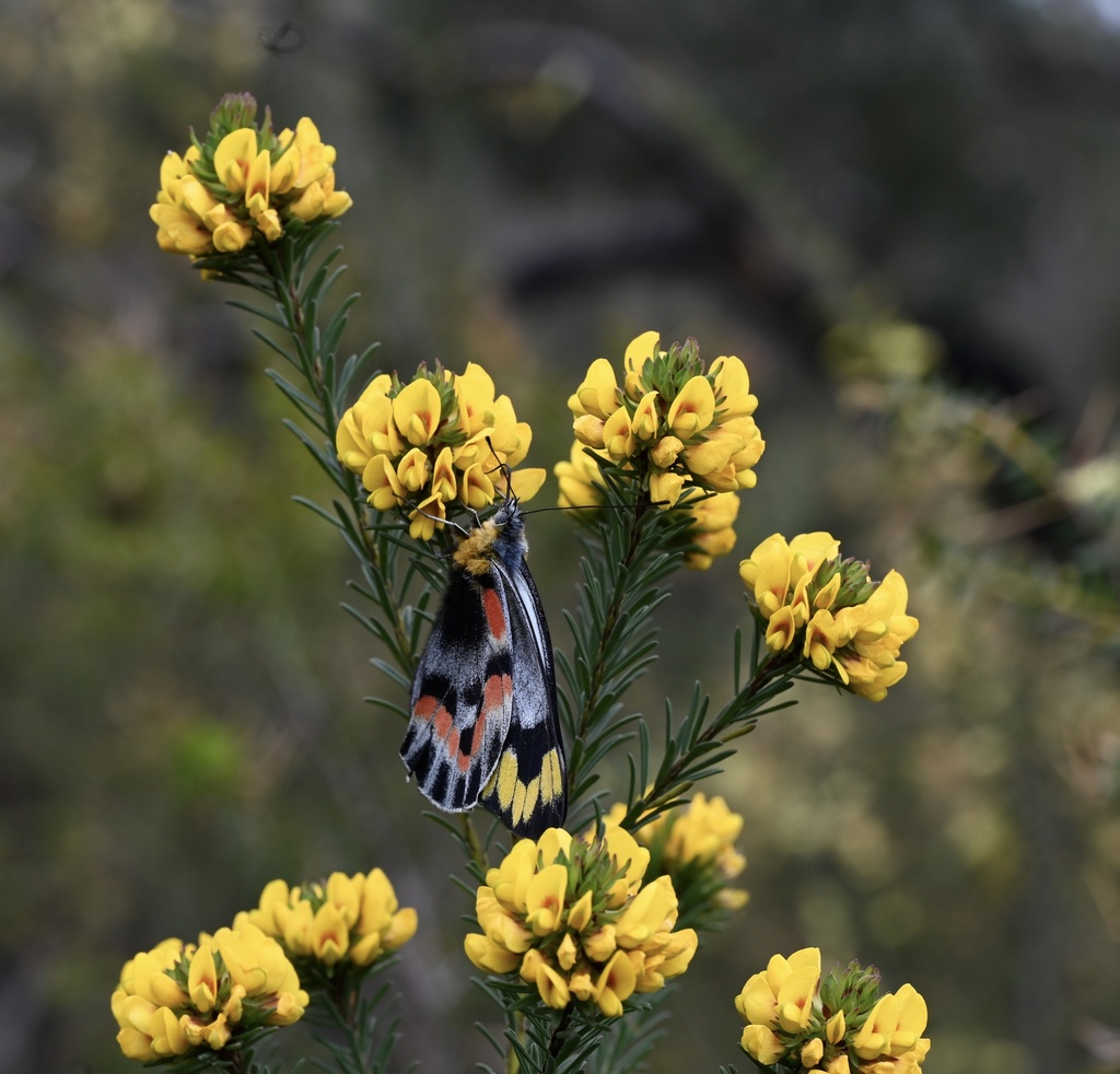 swamp bush-pea from Bunyip State Park, Tynong North, VIC, AU on ...