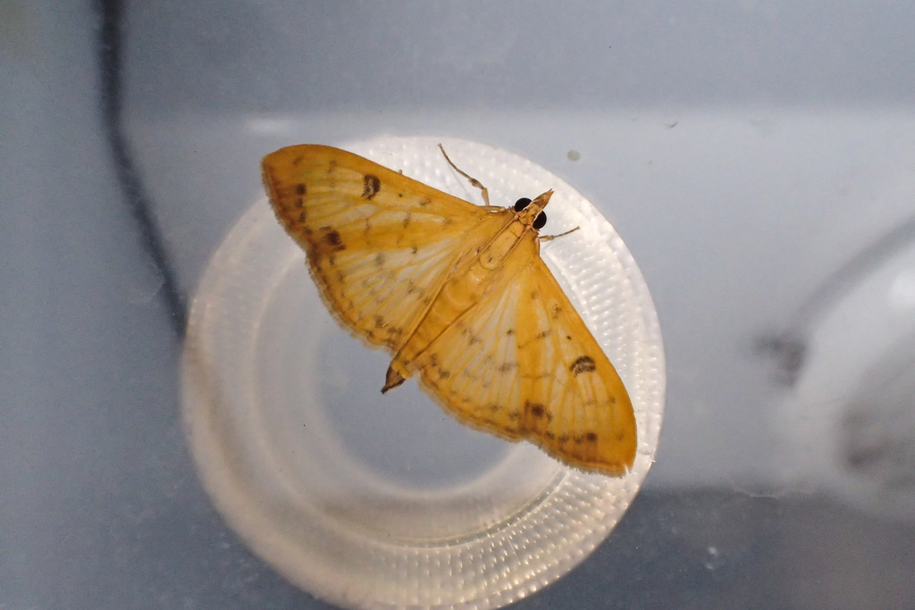 Botyodes diniasalis from Changping District, Beijing, China on August ...