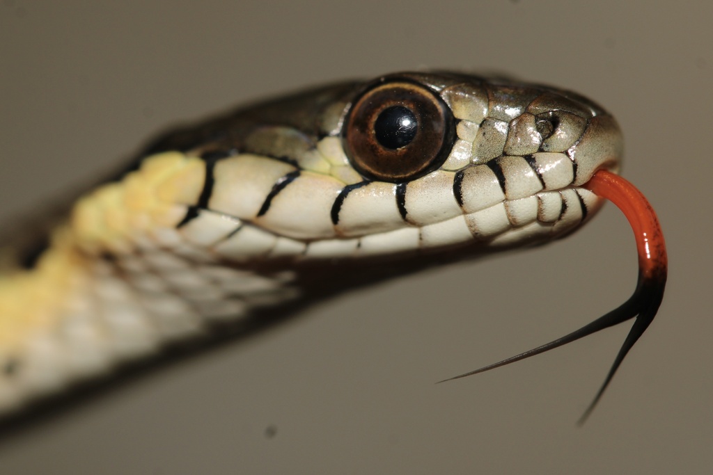 Two-striped Garter Snake in September 2023 by hsug1747 · iNaturalist