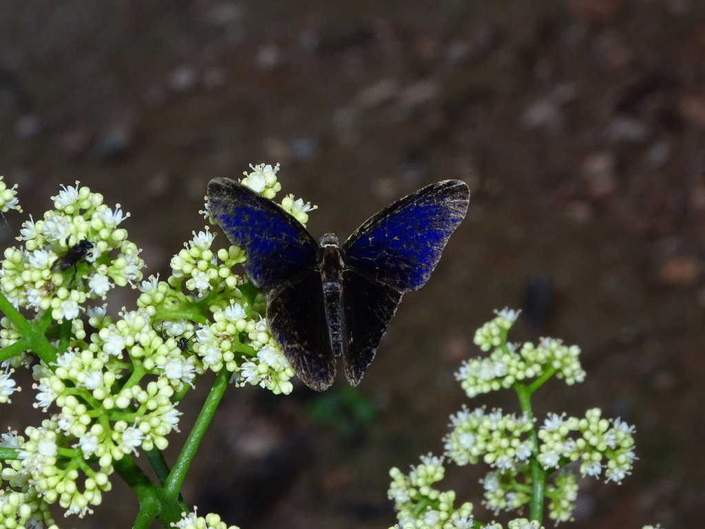 Setabis from Parauapebas - PA, 68515-000, Brasil on April 18, 2018 at ...