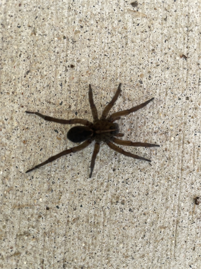 Wetland Giant Wolf Spider from Hull Prairie Rd, Perrysburg, OH, US on ...