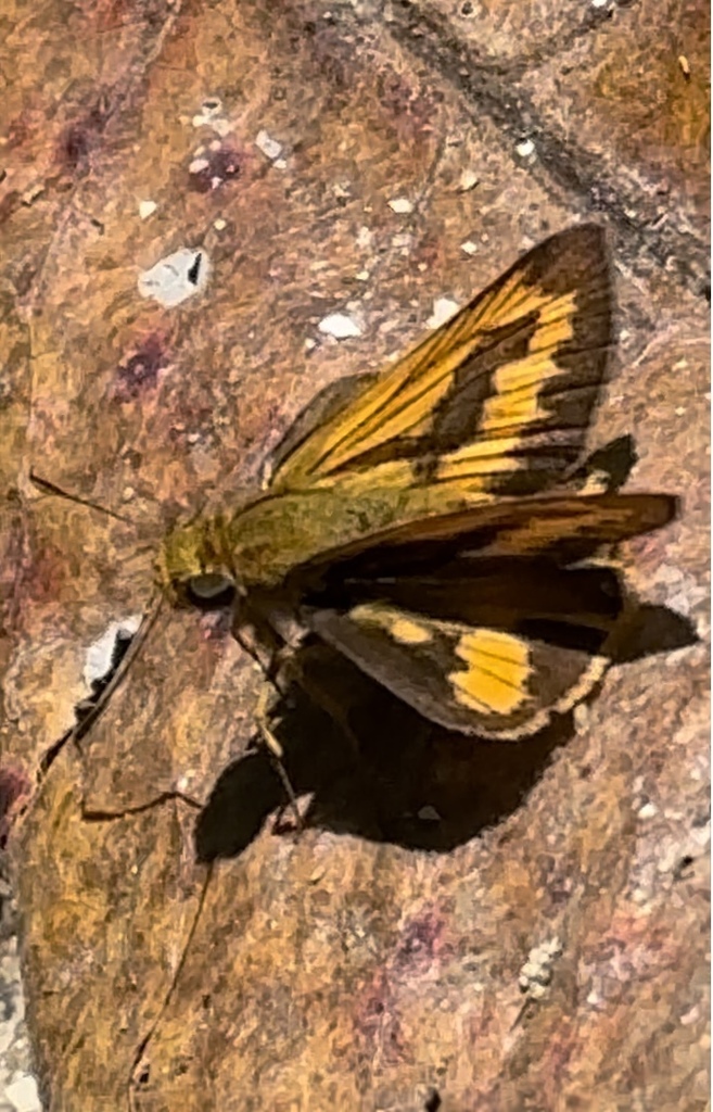 Bright-orange Darter from Esen Beach, Permatang Damar Laut, Penang ...