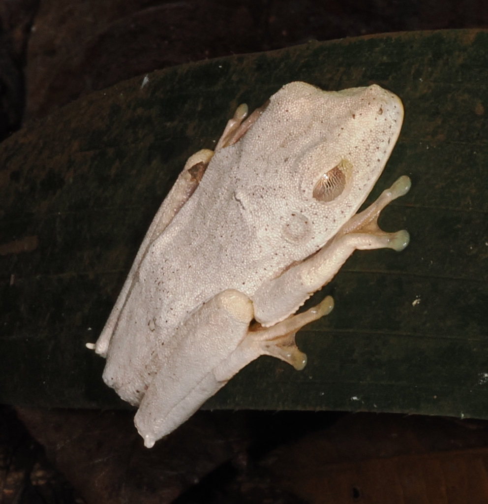 Gladiator Tree Frogs from Tahuayo, Peru on August 24, 2023 at 09:09 PM ...