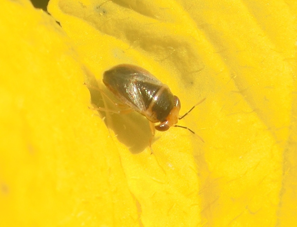 Geocoris from 台灣雲林縣 on September 11, 2023 at 08:47 AM by r88621108 ...