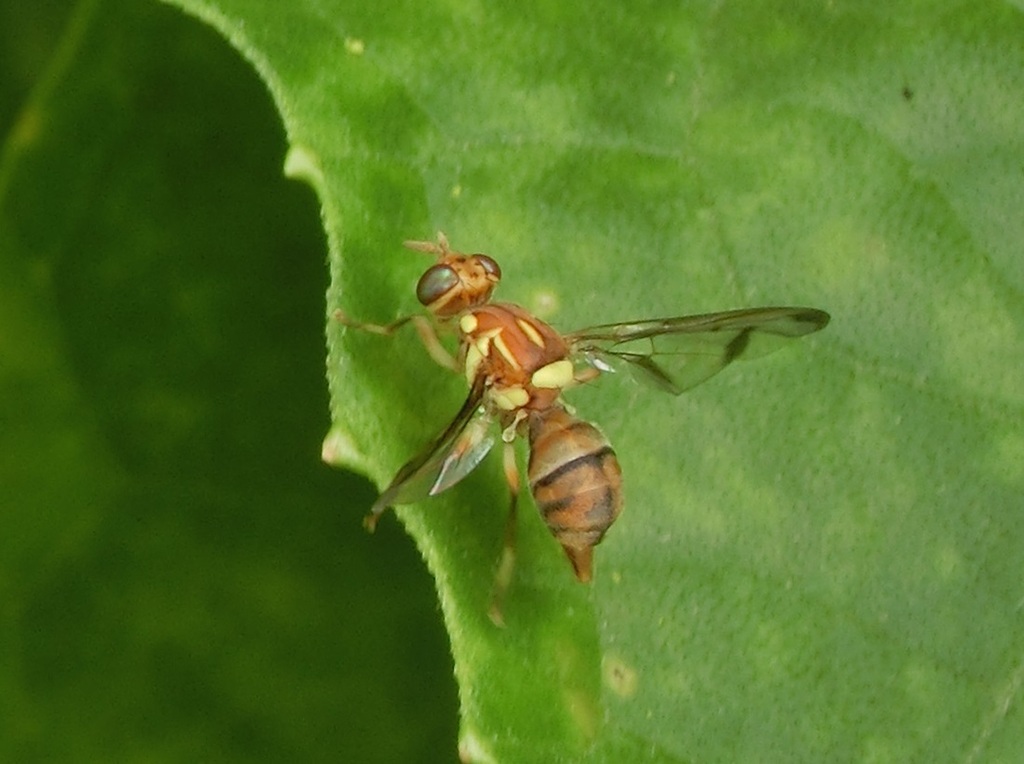 Melon Fly from 台灣雲林縣 on September 11, 2023 at 08:59 AM by r88621108 ...