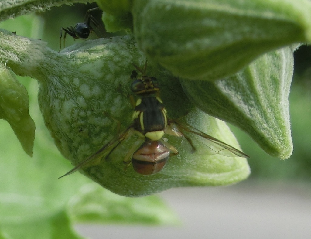 Oriental Fruit Fly from 台灣雲林縣 on September 11, 2023 at 09:03 AM by ...