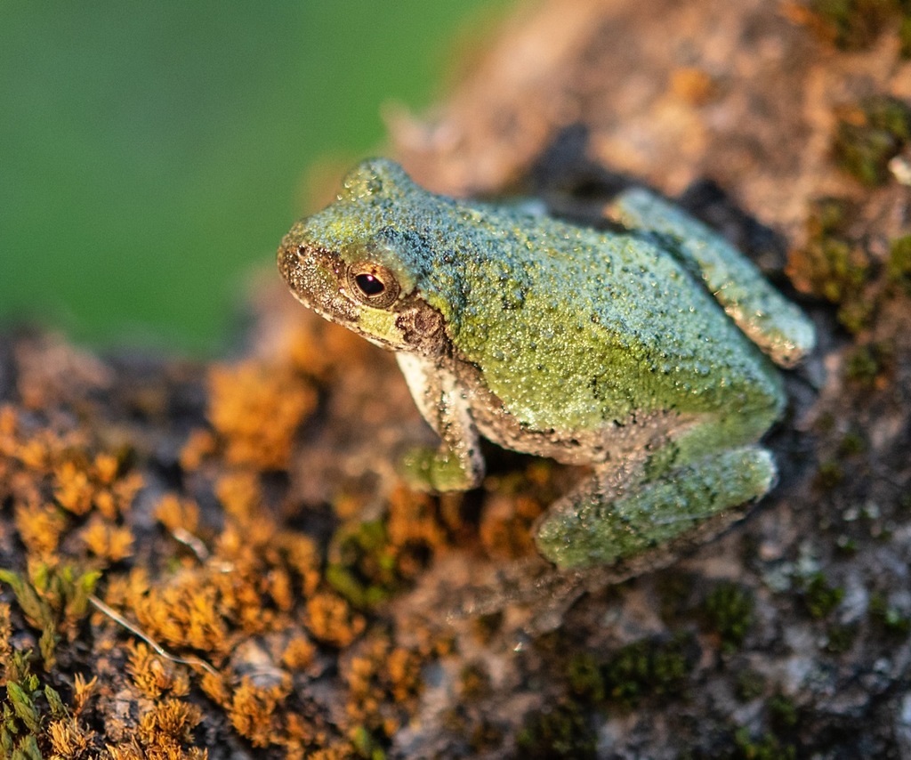 Gray Treefrog from Clifton Park, NY on September 5, 2023 at 05:00 PM by ...