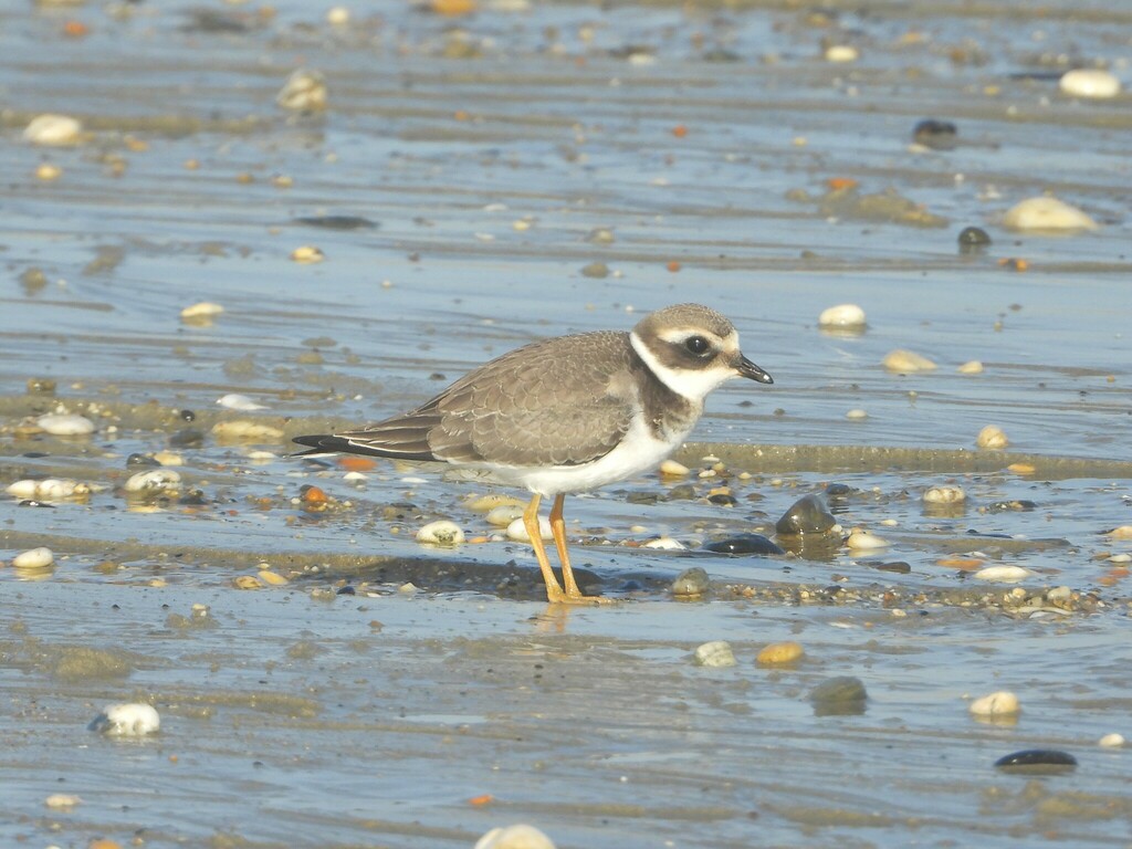 Common Ringed Plover from Cornwall, UK on September 5, 2023 at 05:33 PM ...