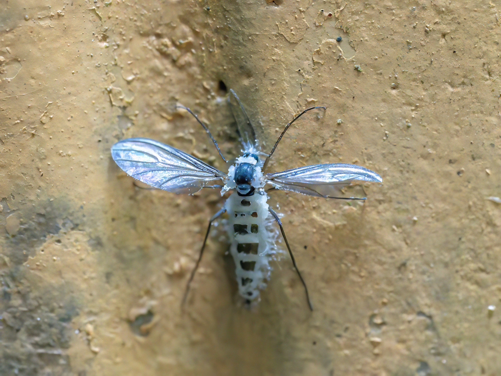 Entomophthoraceae in July 2023 by Sakern | 永隔一江水 · iNaturalist