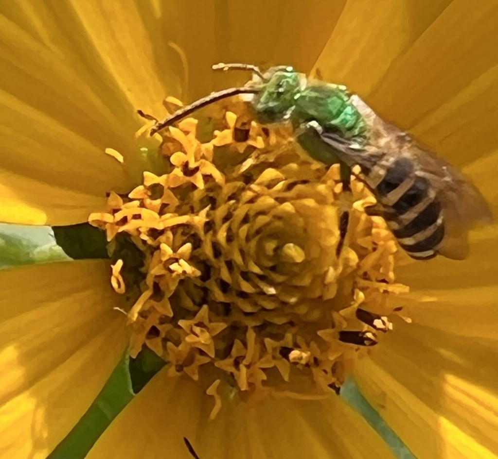 Bicolored Striped Sweat Bee from Springer St, Middlesex Centre, ON, CA ...