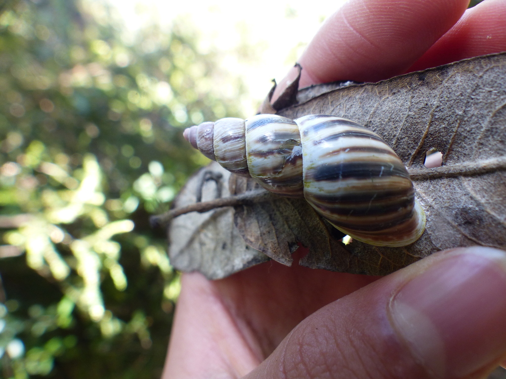 Drymaeus convexus from Arcabuco, Boyacá, Colombia on September 9, 2023 ...