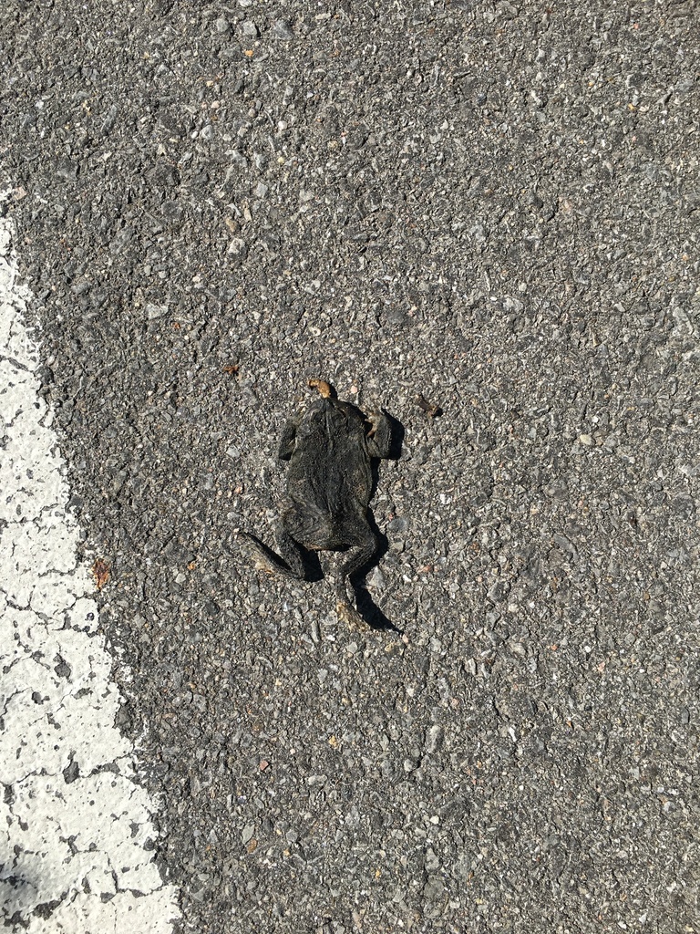 Eastern American Toad from Boul Ste-Anne, Ste-Anne-des-Plaines, QC, CA ...