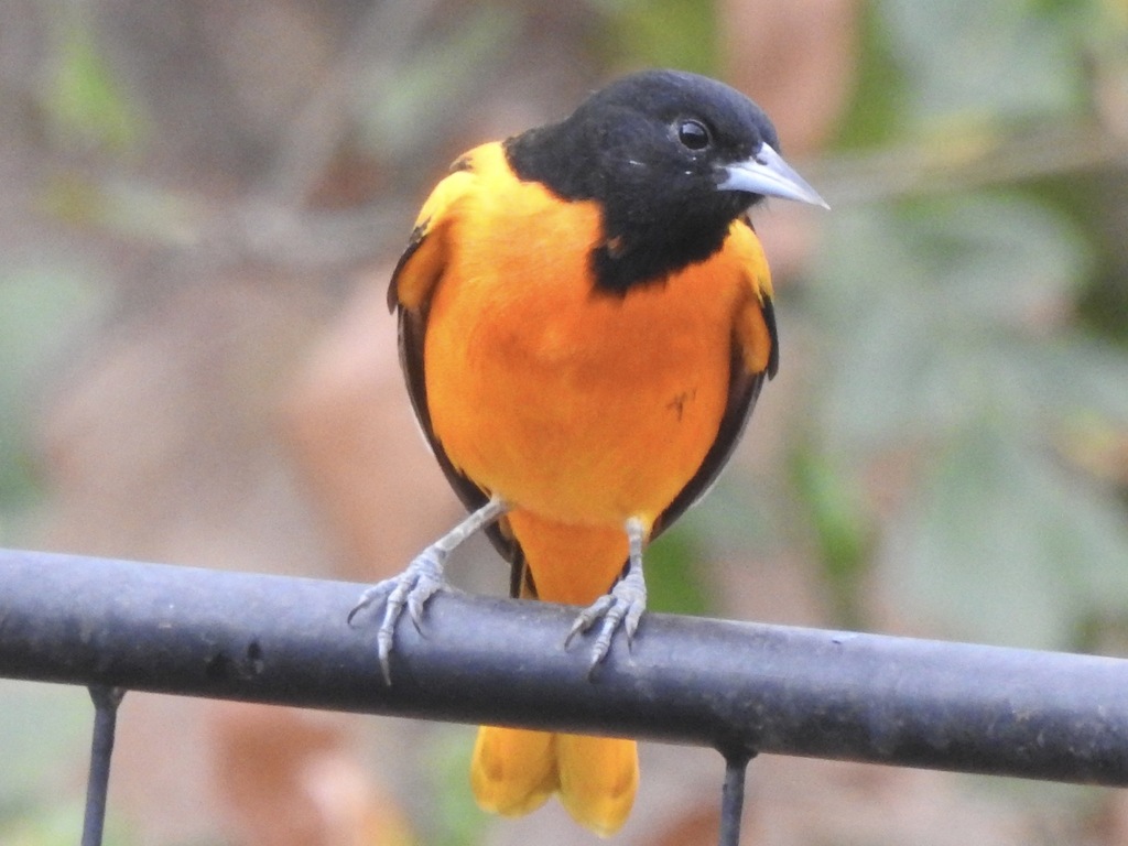 Baltimore Oriole from Bastrop County, TX, USA on September 11, 2023 at ...