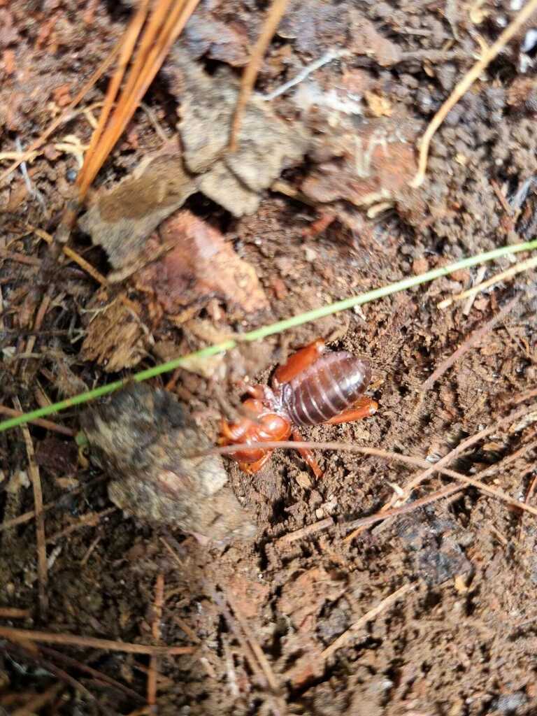 Jerusalem Crickets from Pico de Tancitaro, Tancítaro, MX-MC, MX on ...