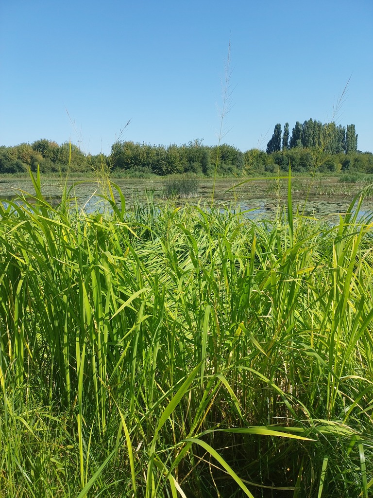 reed meadowgrass from Луцьк, Волинська область, Україна on September 10 ...