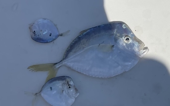 Atlantic Moonfish from North Atlantic Ocean, NC, US on September 11 ...