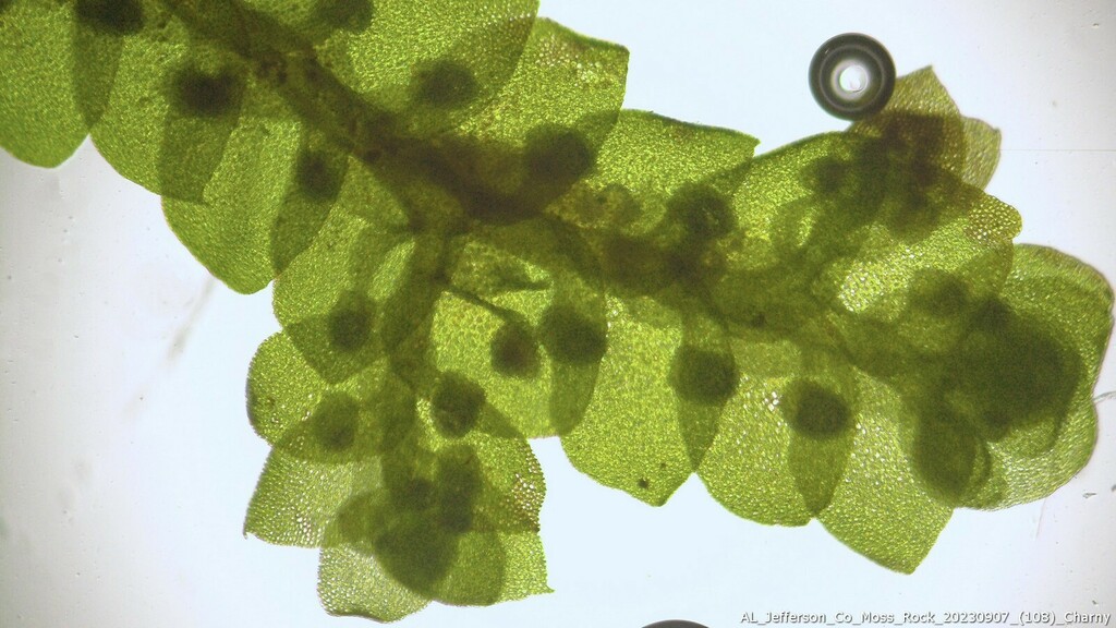 (Jubula pennsylvanica) - Botanical Realm