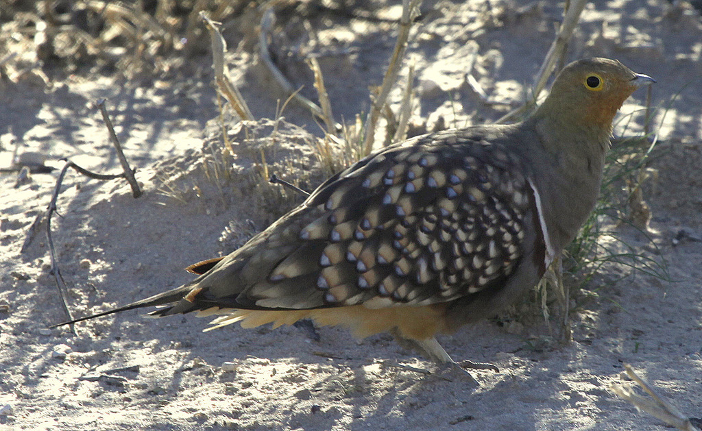 Sandgrouse (Pteroclidae) - Avian Discovery