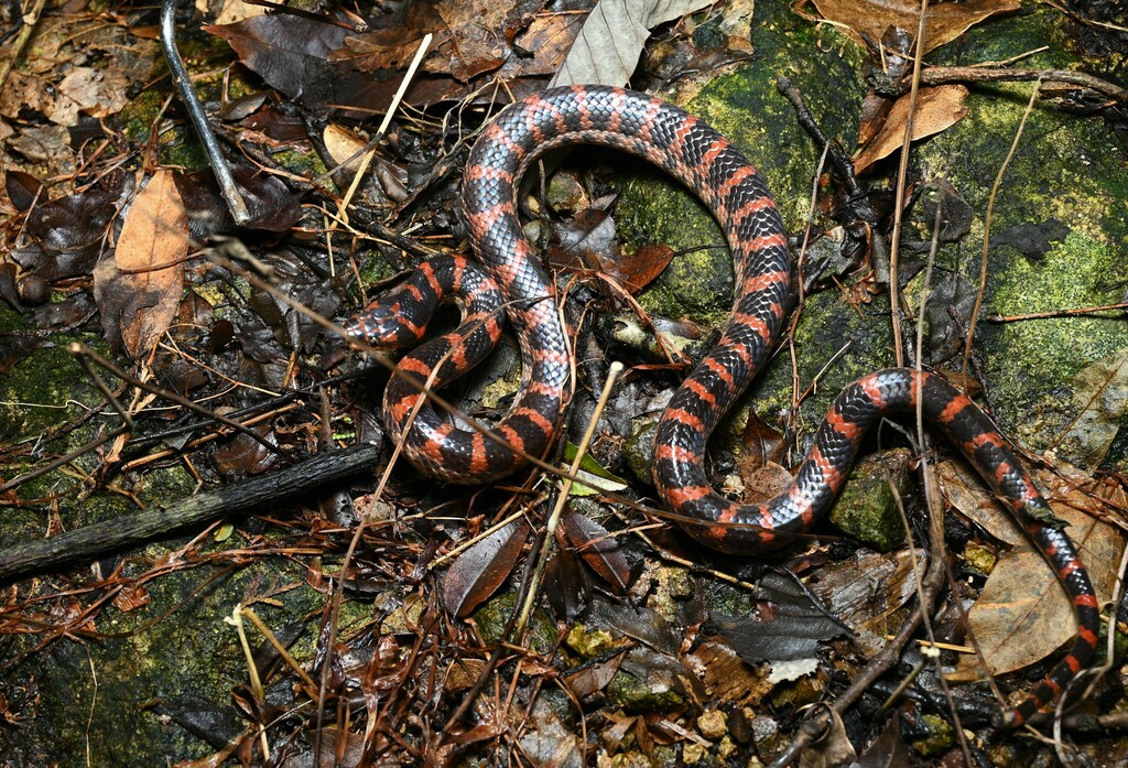 Red-banded Snake from 中国浙江省舟山市普陀区 on August 26, 2023 at 09:00 PM by 江国彬 ...