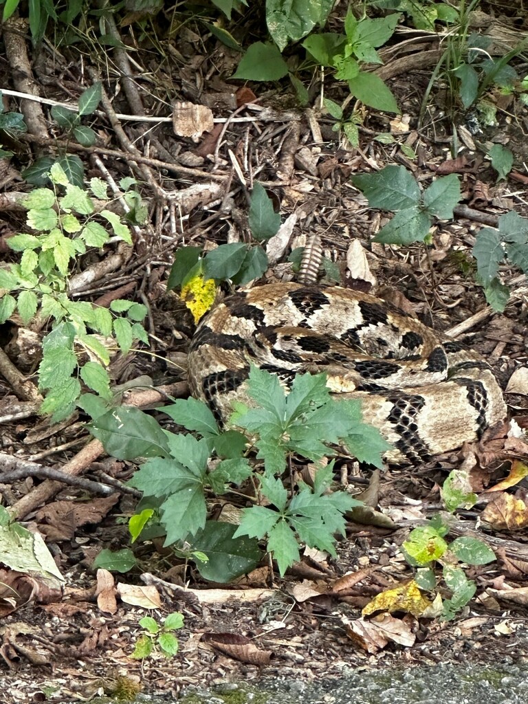 Timber Rattlesnake from Oak Hill, TN, USA on September 9, 2023 at 12:12 ...