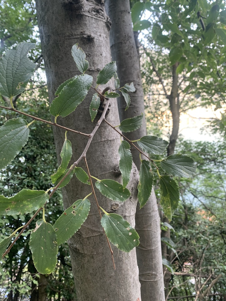 Nettle tree from Via Ranzato, Moltrasio, Lombardy, IT on September 10 ...