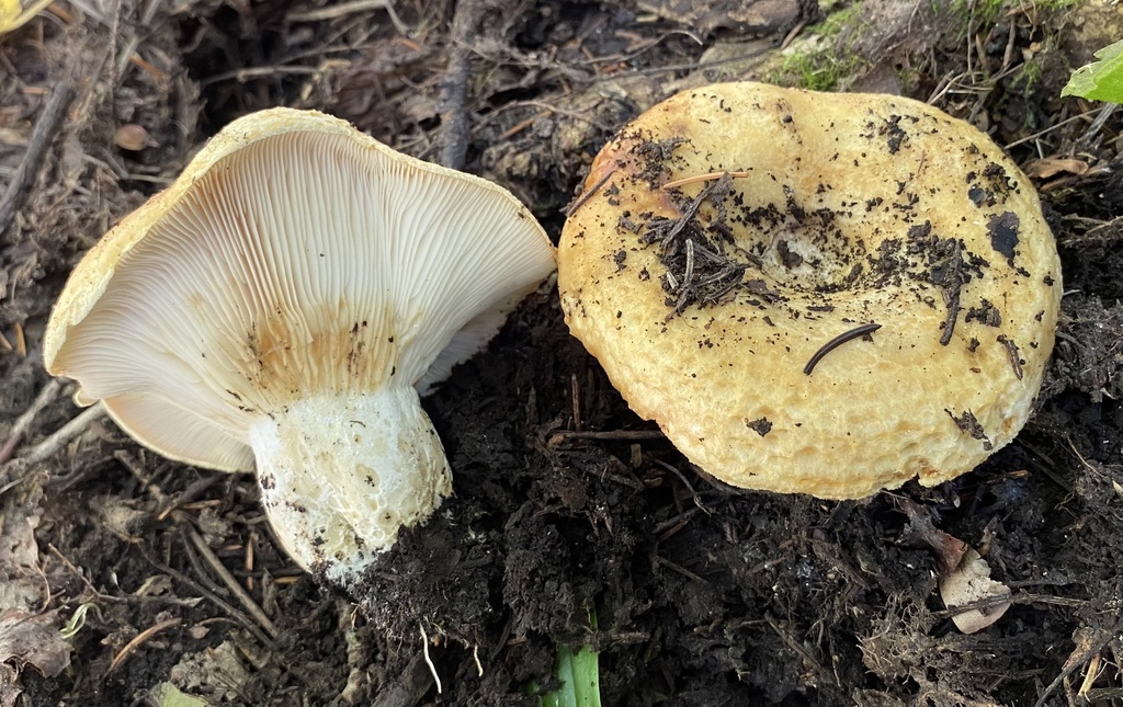 golden milkcap from Warren Wagon Rd, McCall, ID, US on September 10 ...