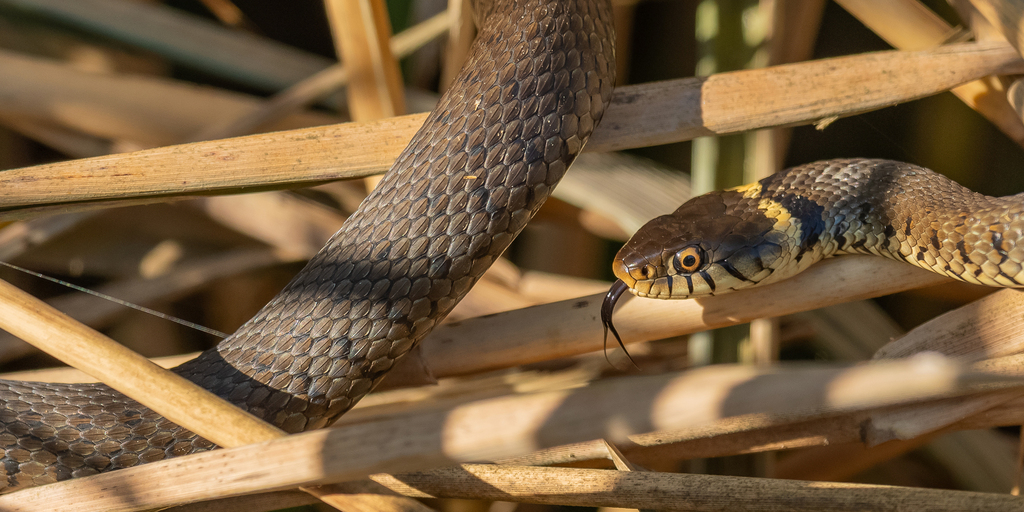 barred grass snake in September 2023 by Zein et Carlo · iNaturalist