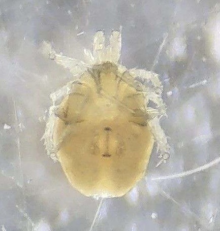 Water Mites from Edgewater Dr, Orlando, FL, US on May 2, 2023 at 12:31 ...