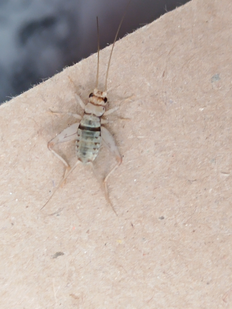 Tropical House Cricket from 57700, Manzana 018, Evolucion, 57700 ...