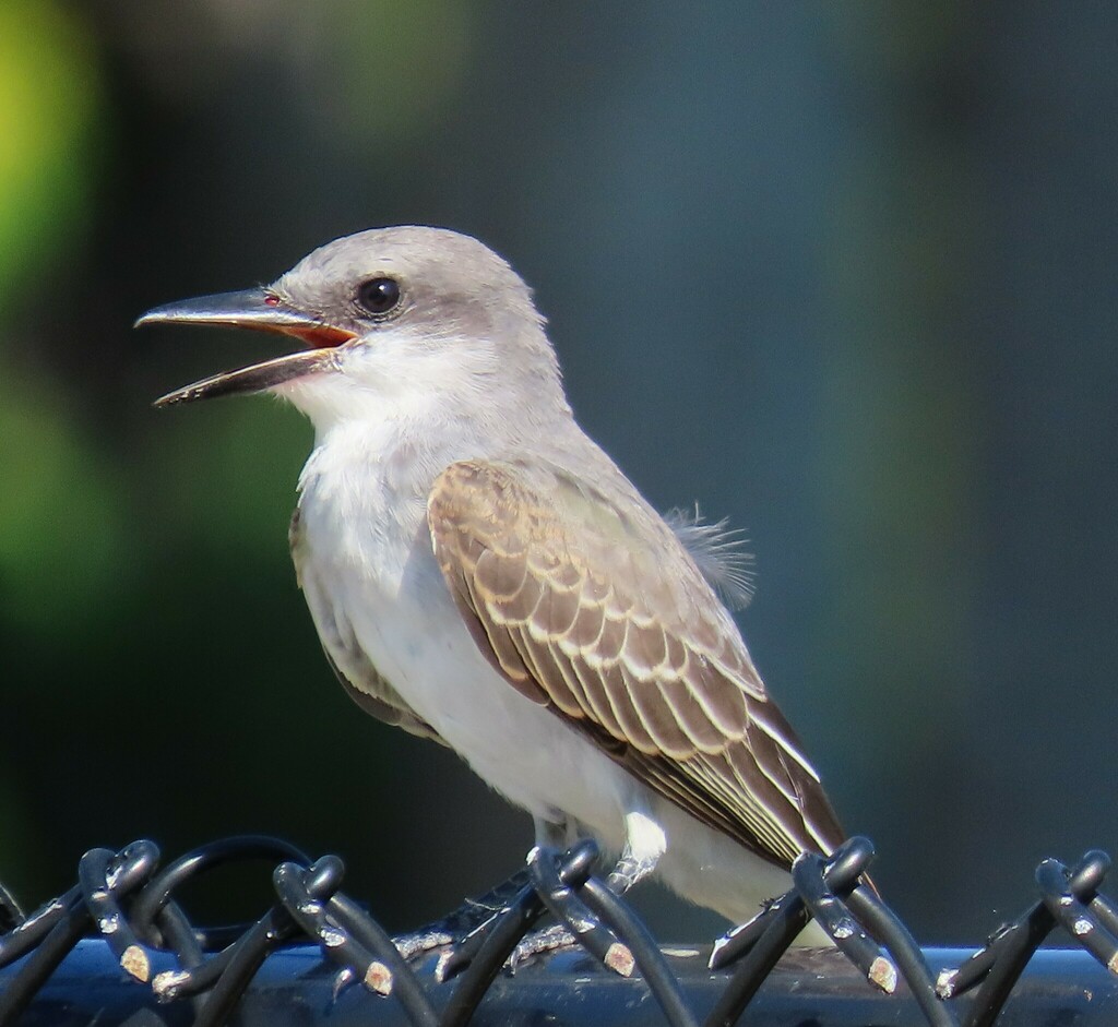 Gray Kingbird from Freedom Park, Naples, FL 34105, USA on September 11 ...