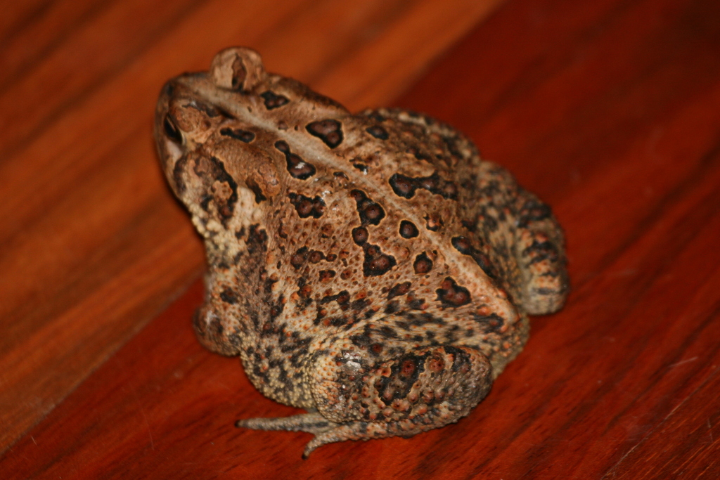 North American Toads from Woodstock, MD, USA on July 21, 2010 at 06:54 ...