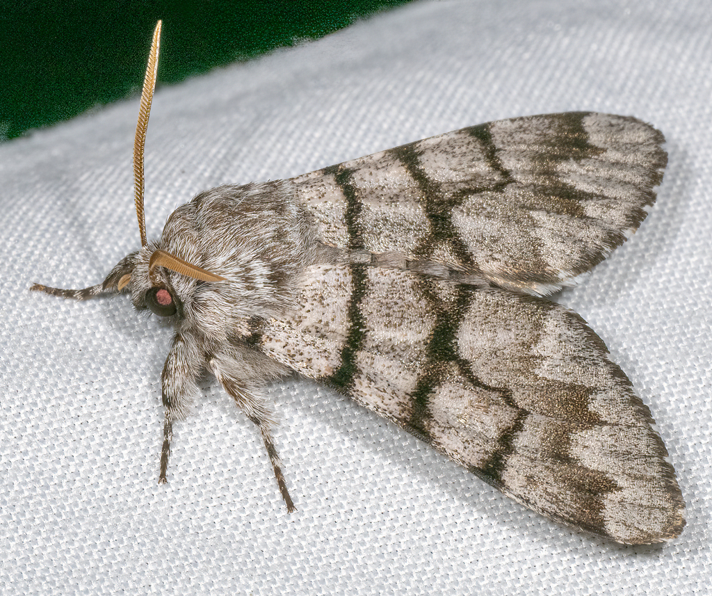 Eastern Panthea Moth from Cunningham Swamp WMA on August 31, 2023 at 09 ...