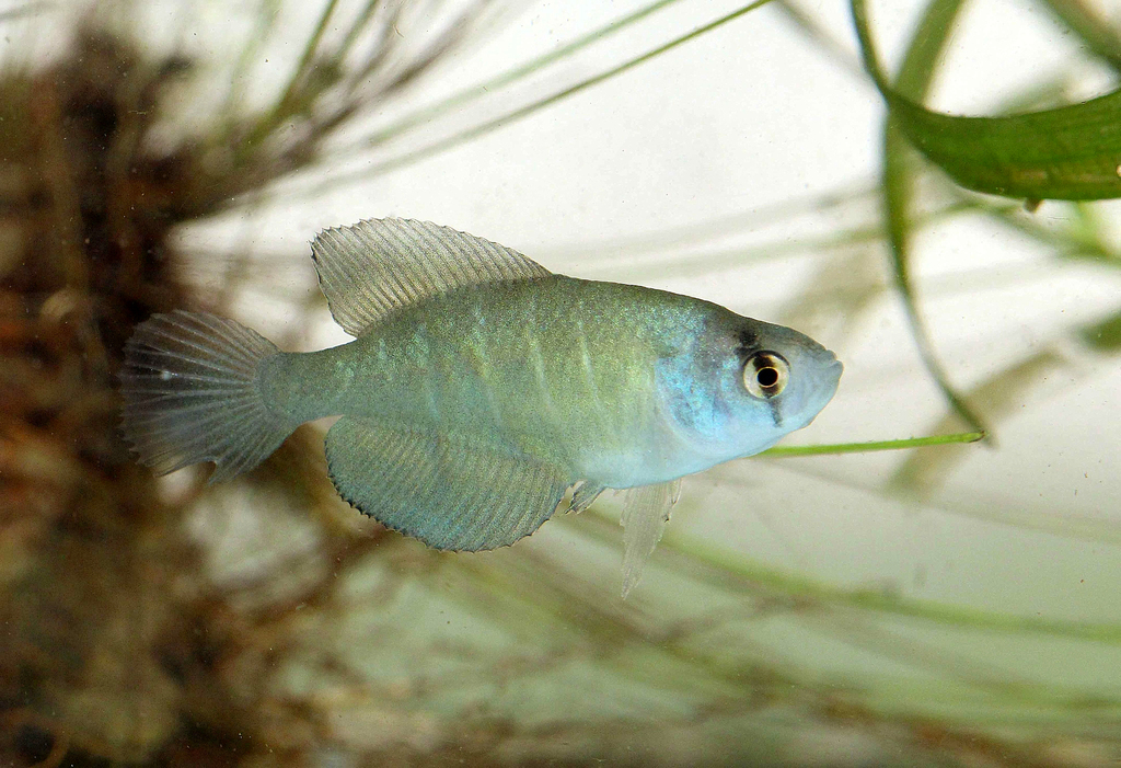 Yelloweye Pearlfish from Porto Murtinho - MS, Brasil on May 06, 2018 by ...