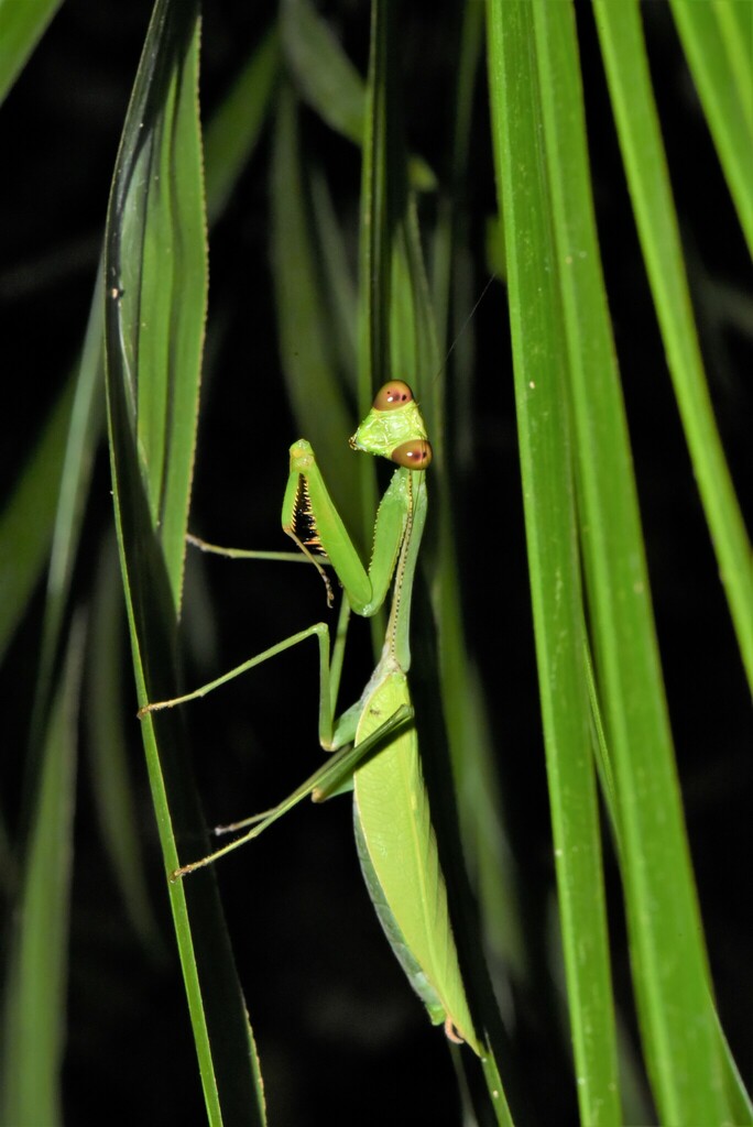 Camelomantis from Khlong Sok, Phanom District, Surat Thani 84250 ...