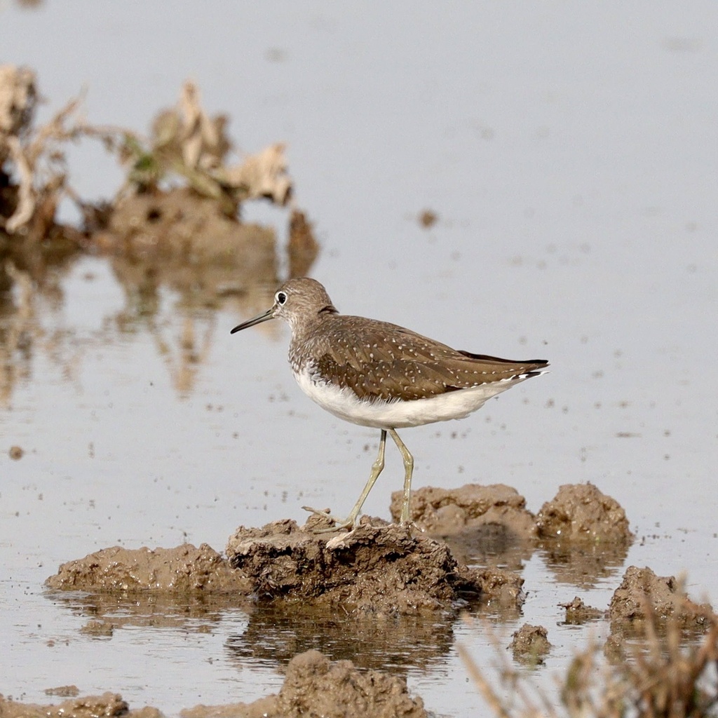 Green Sandpiper from Slimbridge, Gloucester, England, GB on September ...