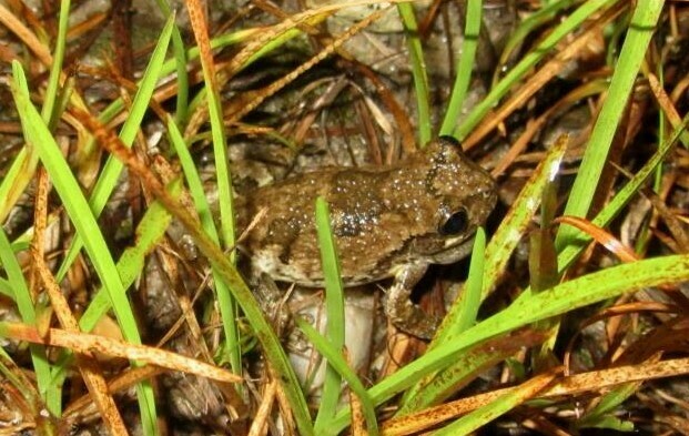 Cope's Gray Treefrog in August 2014 by David Heckard · iNaturalist