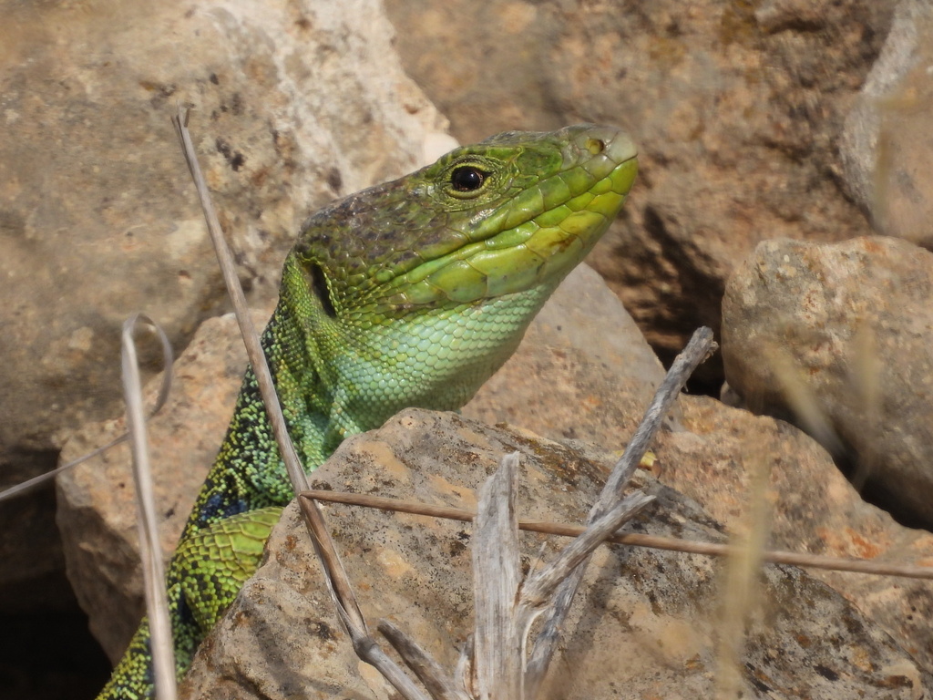 Ocellated lizard in June 2023 by Javisa Hun · iNaturalist