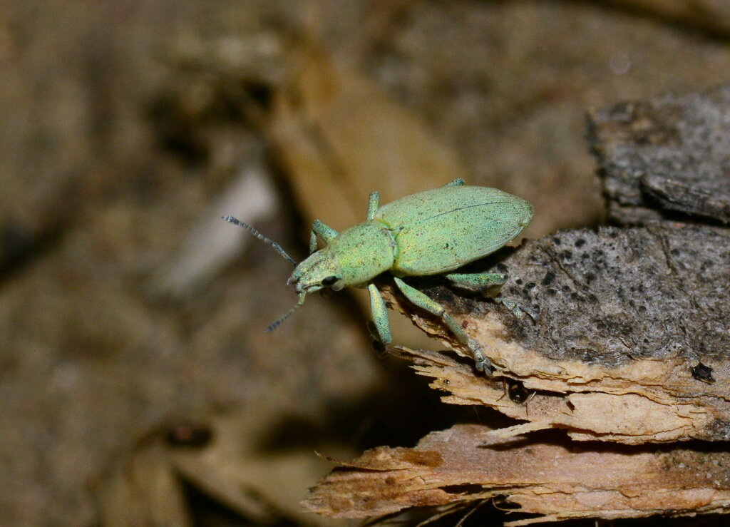 Megamecus viridans from Шиелийский район, Казахстан on July 24, 2023 at ...