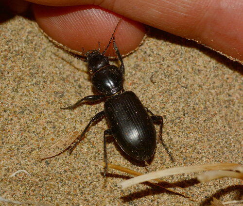 Broscus asiaticus · iNaturalist