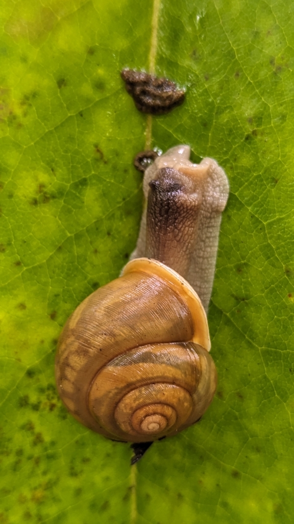 White-lip Globe Snail from Gatlinburg, TN 37738, USA on September 10 ...