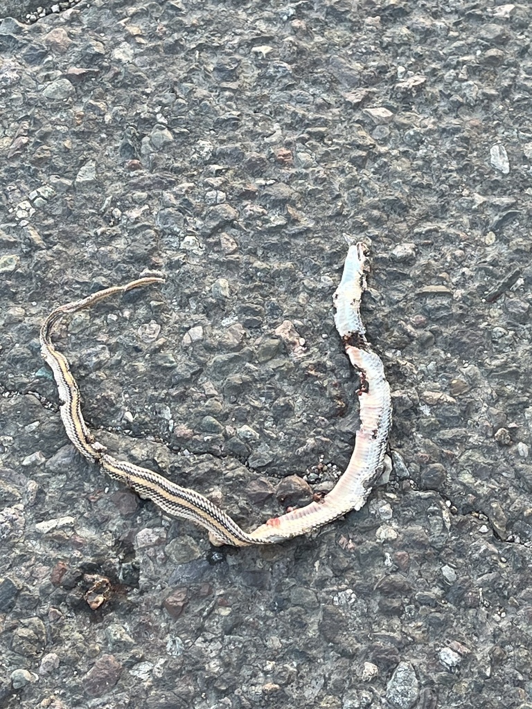 Big Bend Patchnose Snake in September 2023 by Nathan Jackson · iNaturalist