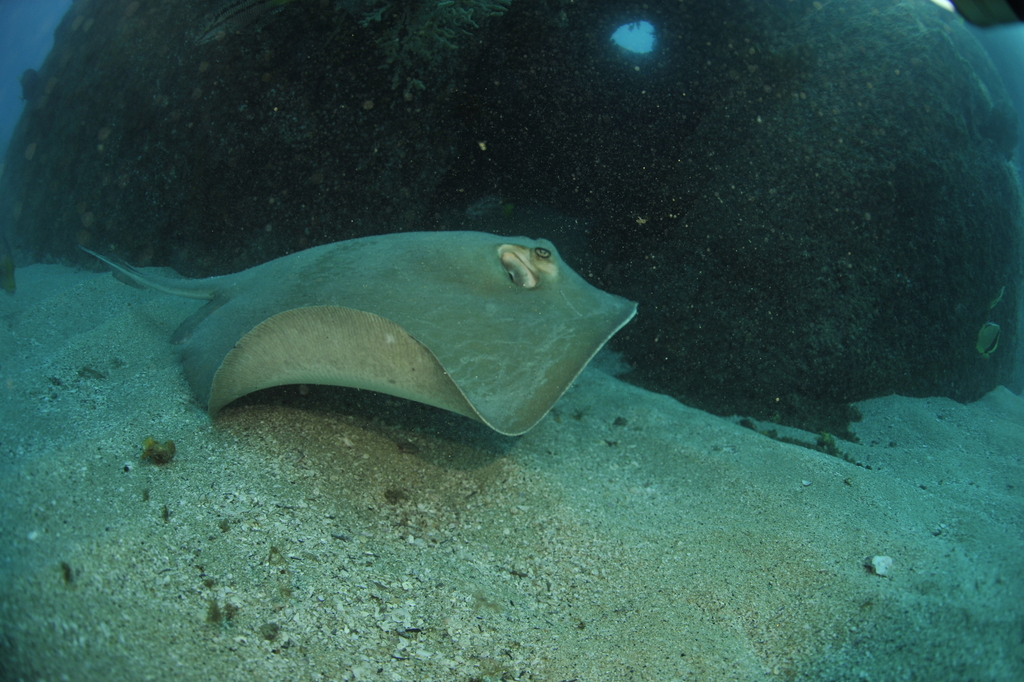Diamond Stingray (Hypanus dipterurus) - Marine Life Identification
