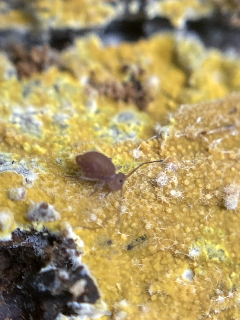 Globular Springtails from Willow Springs Woods (Cook County Forest ...