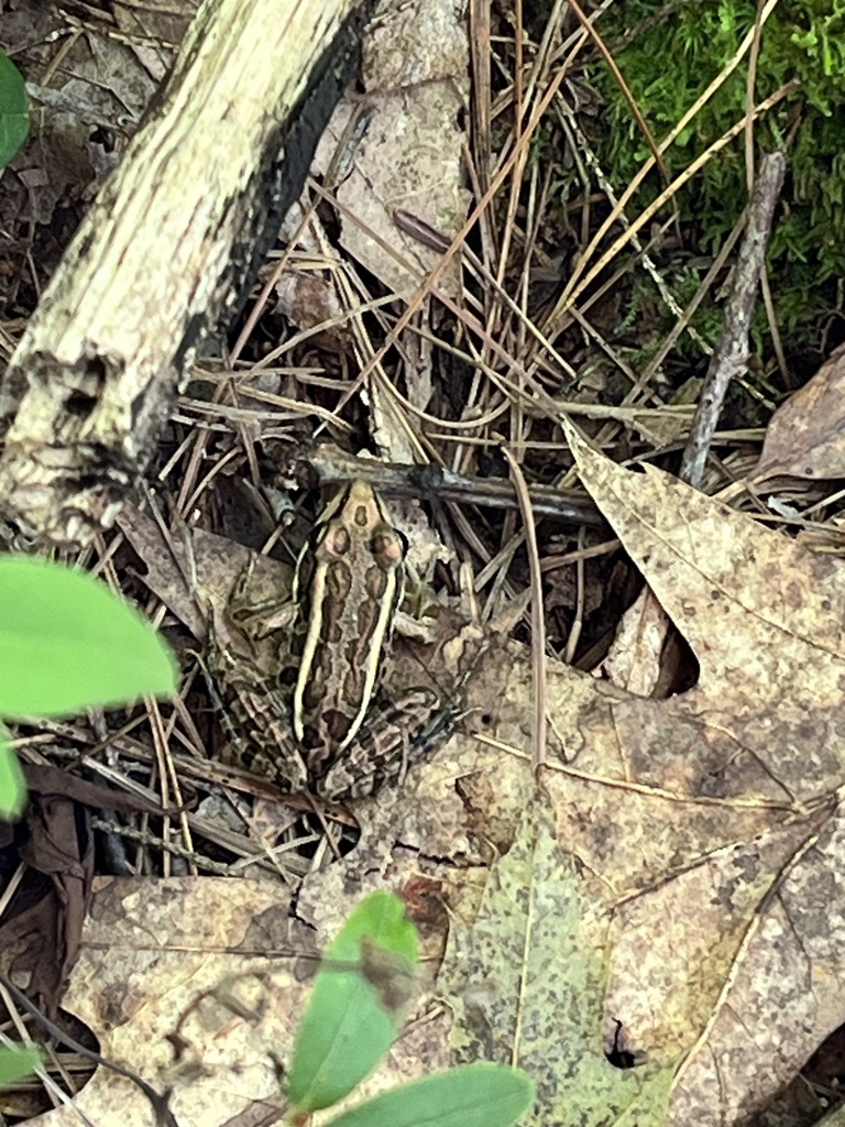 Pickerel Frog from Marlborough, NH, US on August 29, 2023 at 02:14 PM ...