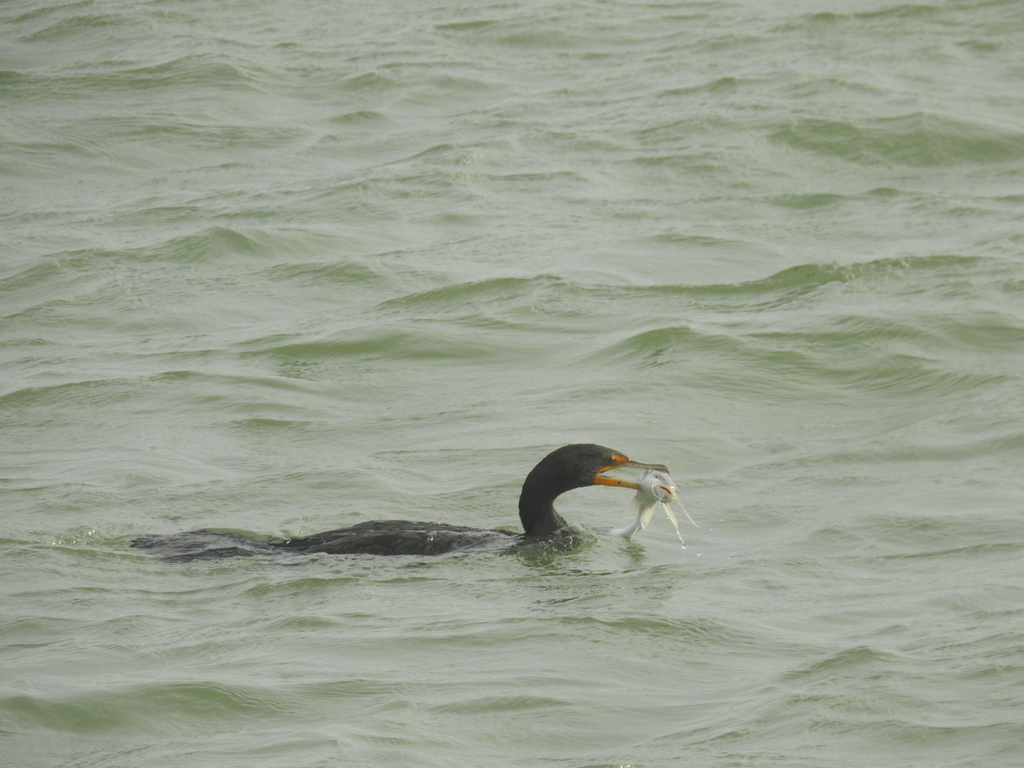 Double-crested Cormorant from Padre Island National Seashore, Kleberg ...