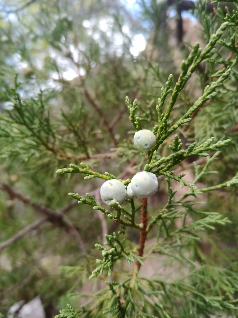alligator juniper from 31858 Chih., México on August 26, 2023 at 12:40 ...