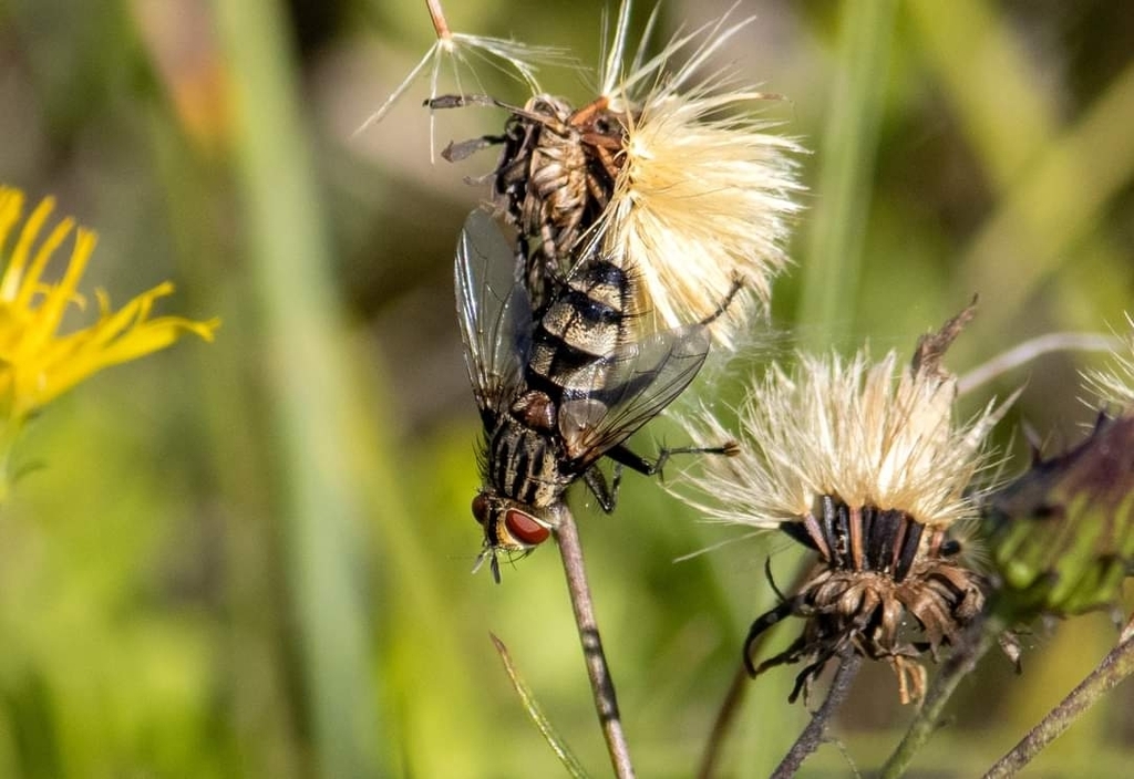 Exorista larvarum from Vink - Bøtøskoven (Bøtø Ringvej), 4873 ...