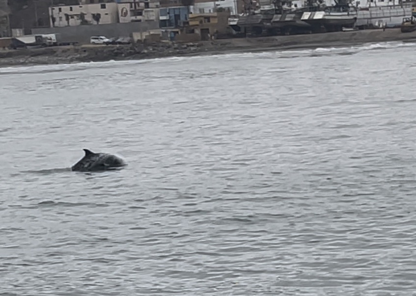 Common Bottlenose Dolphin from Avenida Luna Arrieta, Lima, PE on 11 ...