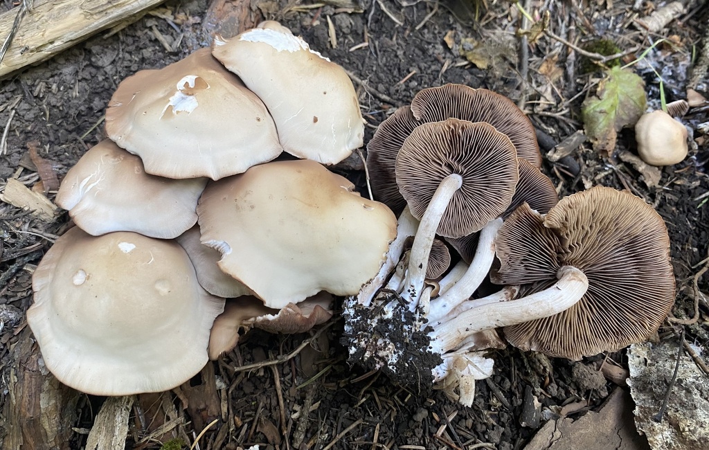 chestnut brittlestem from Warren Wagon Rd, McCall, ID, US on September ...