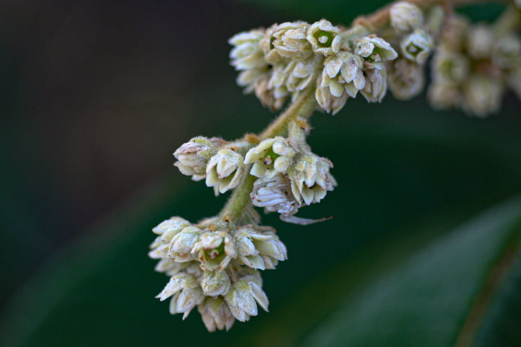 African Resin Tree from Cleveland Dam, Harare East, Harare, Zimbabwe on ...